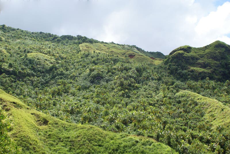 Guam jungle stock image. Image of nature, idyllic, grove - 16196427