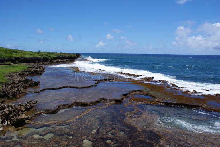 113 Guam Jungle Stock Photos - Free & Royalty-Free Stock Photos from ...