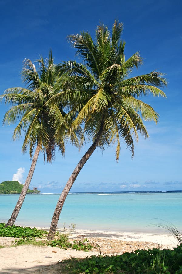 Guam Tropical Coconut Trees Stock Image - Image of breeze, leaves: 1041799