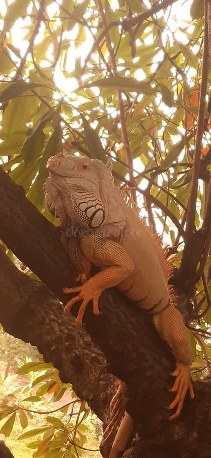 Iguana on tree stock photo. Image of camuflase, tree - 289982828