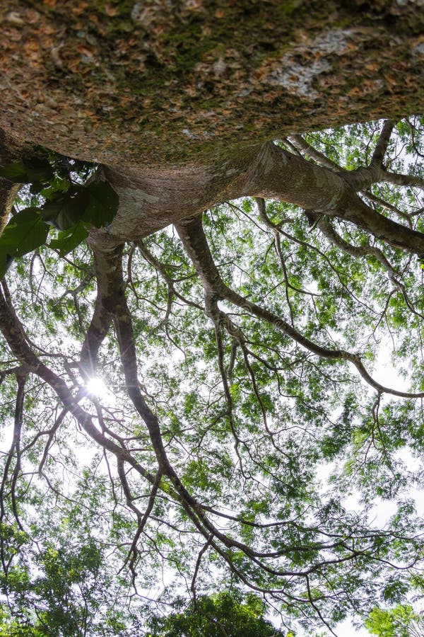Guanacaste Nationaler Baum Costa Rica Stockfoto - Bild von hintergrund ...