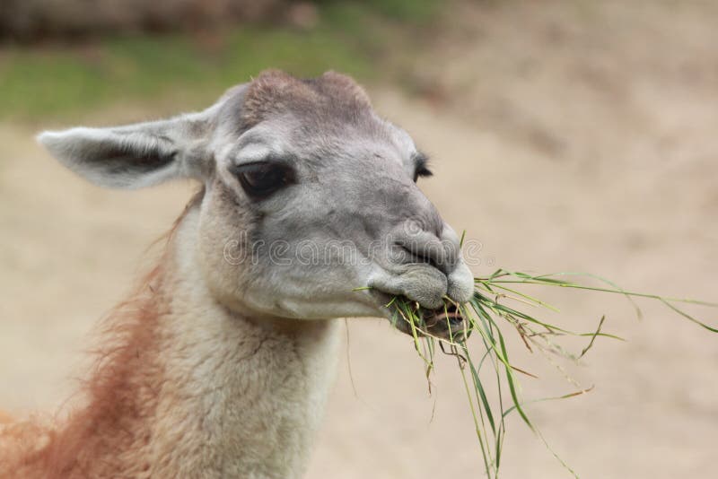 Guanaco Eating Green Hays. Color Photo. Stock Image - Image of eyes ...