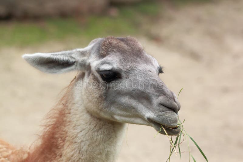 Guanaco stock image. Image of wildlife, head, guanaco - 18072333