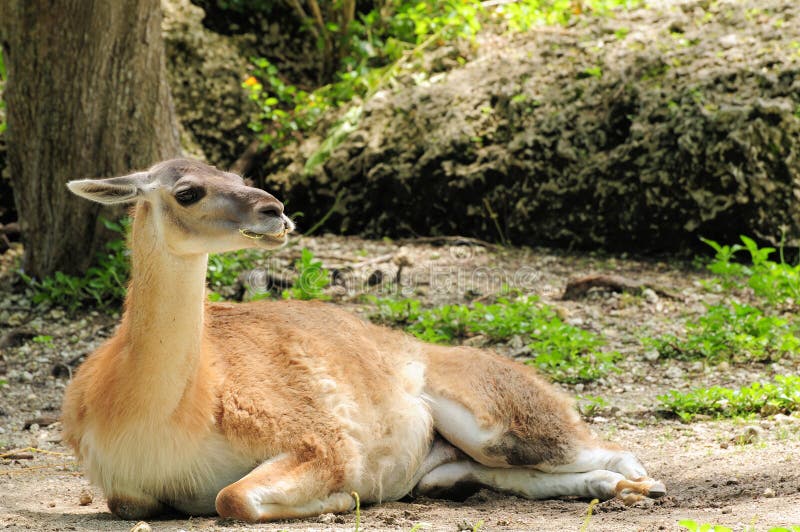 Guanaco stock image. Image of wild, nature, americans - 20834953