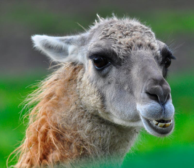 Guanaco stock photo. Image of alpaca, hair, argentina - 21641570