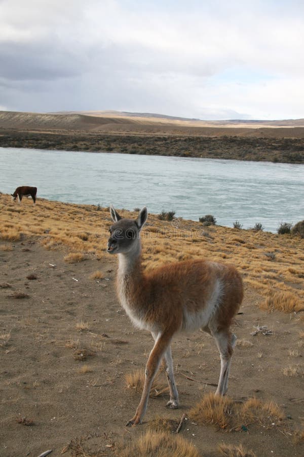 Guanaco stock image. Image of america, nature, wild, glaciares - 4969895
