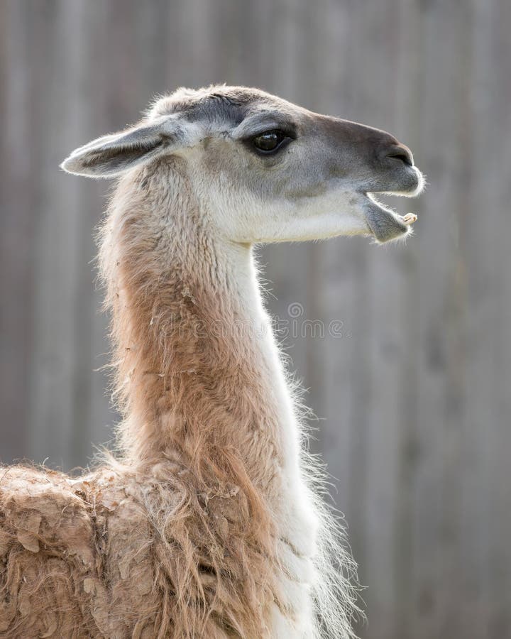 Guanaco fotografering för bildbyråer. Bild av profil - 63602151