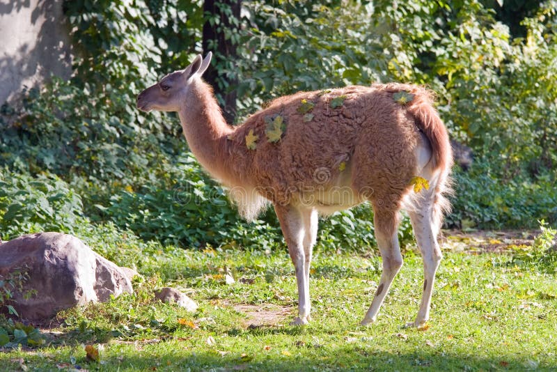 Guanaco stock image. Image of camel, vicuna, lake, lama - 6565101