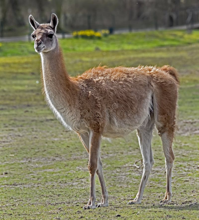Guanaco arkivfoto. Bild av sikt, klöv, djurliv, berg - 71029940
