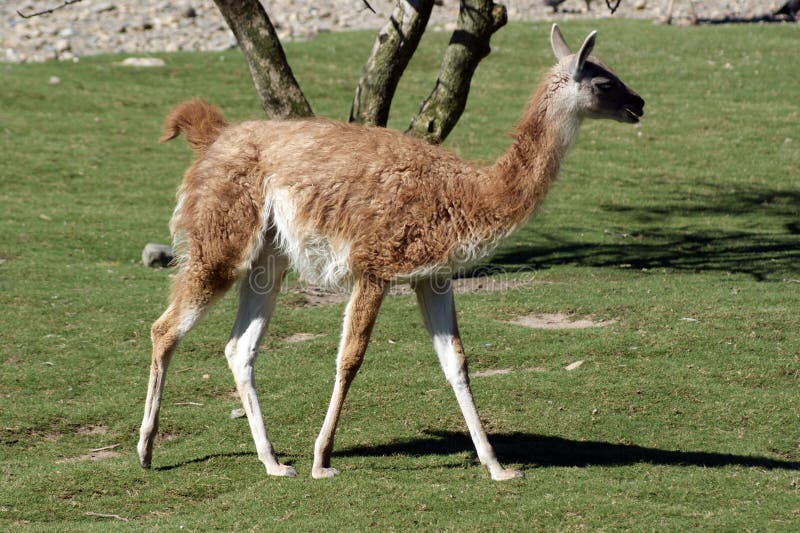 Guanaco stock image. Image of nature, wild, guanaco, america - 7342783
