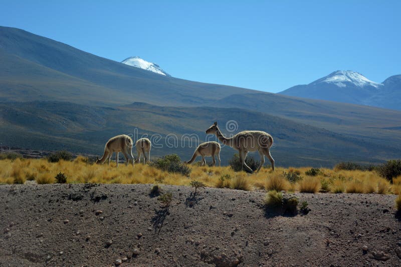 Guanaco In The Atacama Desert - Chile Stock Photo - Image of group ...