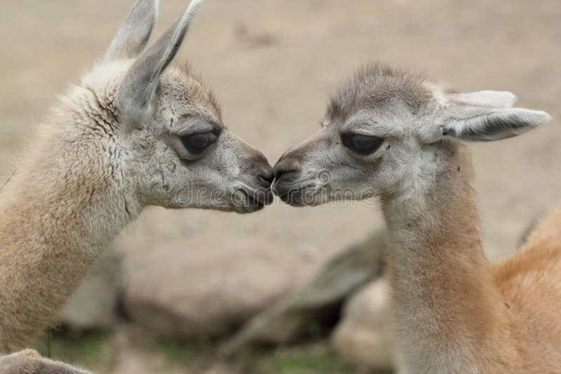 Guanaco babys stock photo. Image of wildlife, babys, hair - 17932096