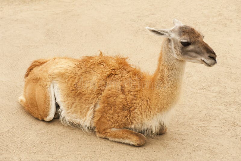 Guanaco stock photo. Image of denmark, danmark, copenhagen - 42239798