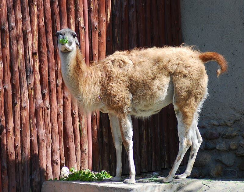 Guanaco Eating Green Hays. Color Photo. Stock Image - Image of eyes ...