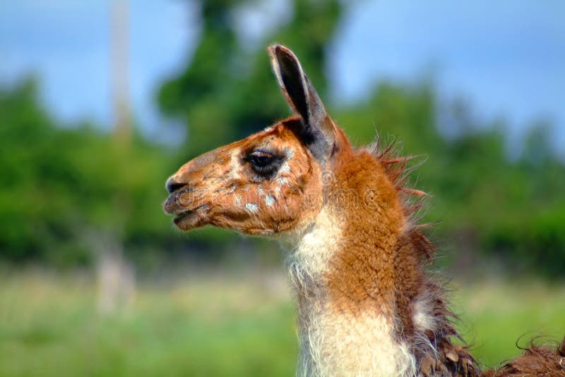 Guanaco in Patagonia stock image. Image of tierra, tourism - 5622515