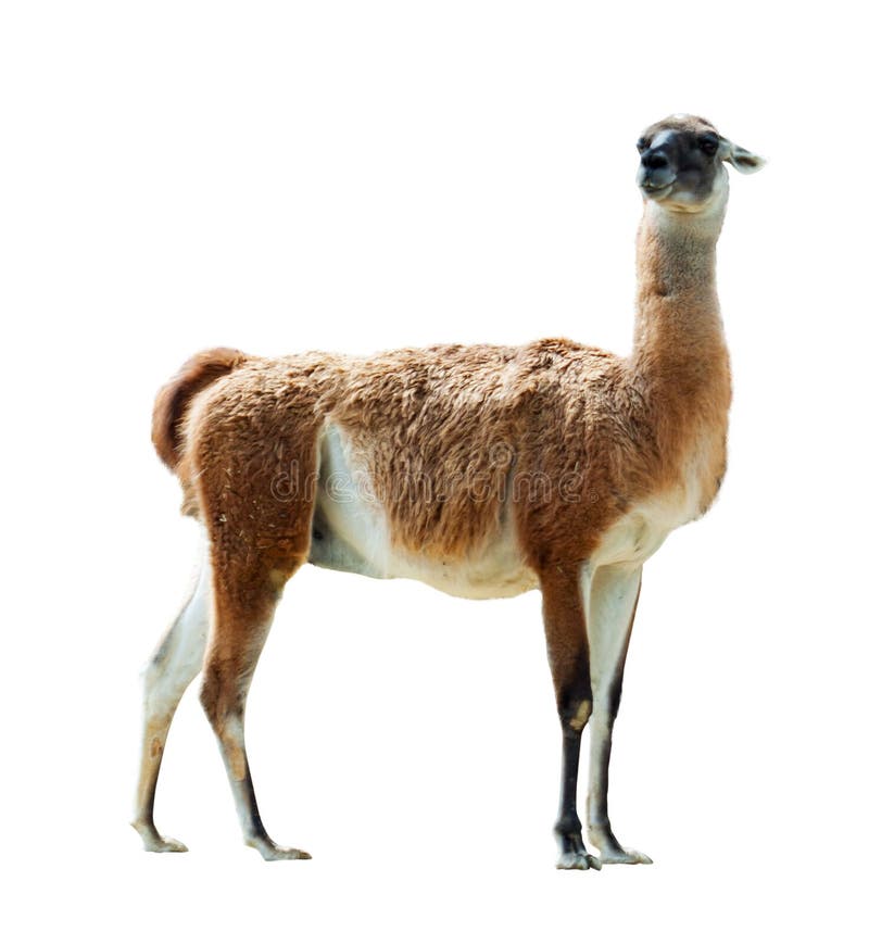 Guanaco full body stock image. Image of camelidae, green - 83766665