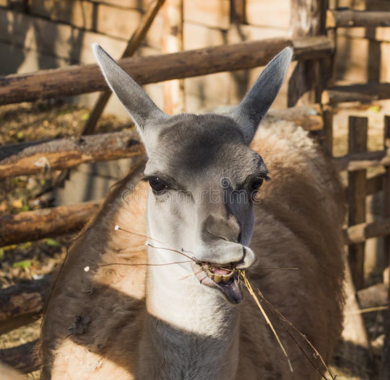 Guanaco (Lama) stock photo. Image of closeup, head, grass - 38968016