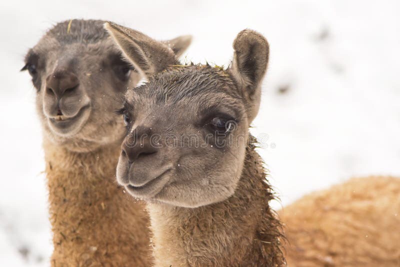 Guanaco (Lama guanicoe) stock image. Image of grey, garden - 65371397