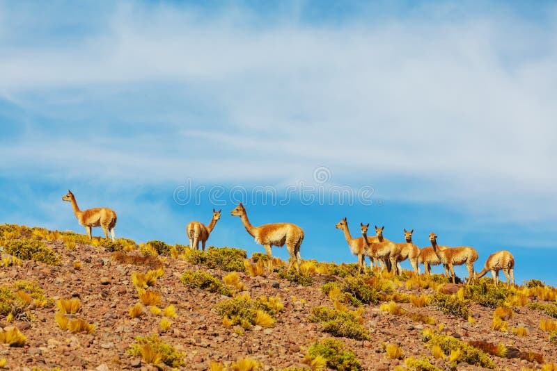 Guanaco stock photo. Image of america, wild, animal, argentina - 54172402