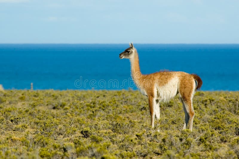 Guanaco in Patagonia. stock photo. Image of national, south - 5316536