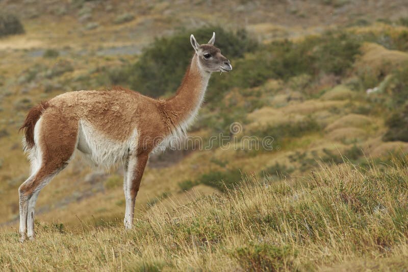 Guanaco Patagonia, Chile fotografering för bildbyråer. Bild av bröd ...