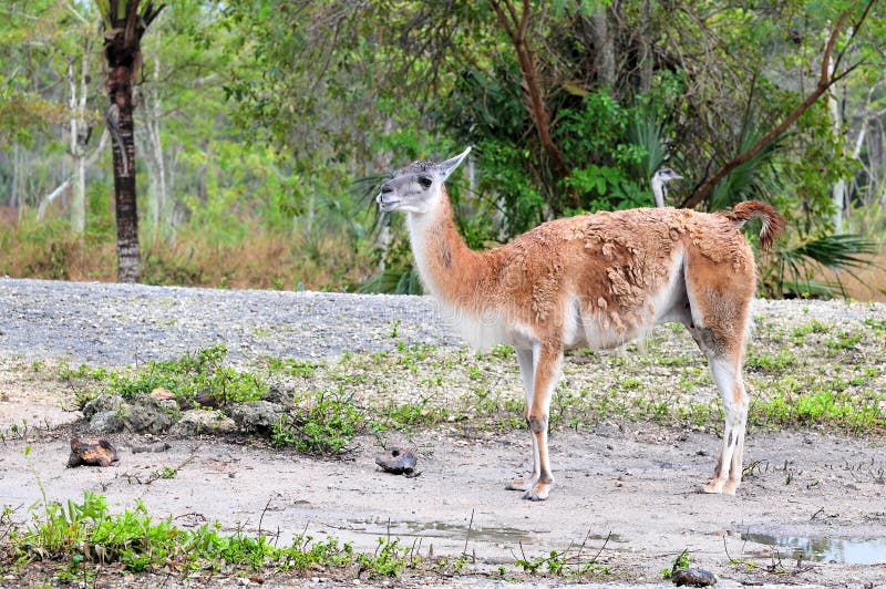 Guanaco & Rhea stock photo. Image of mammals, animal - 23829564