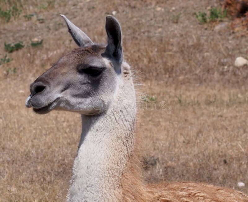 Guanaco stock image. Image of guanaco, animal, domesticated - 55539773
