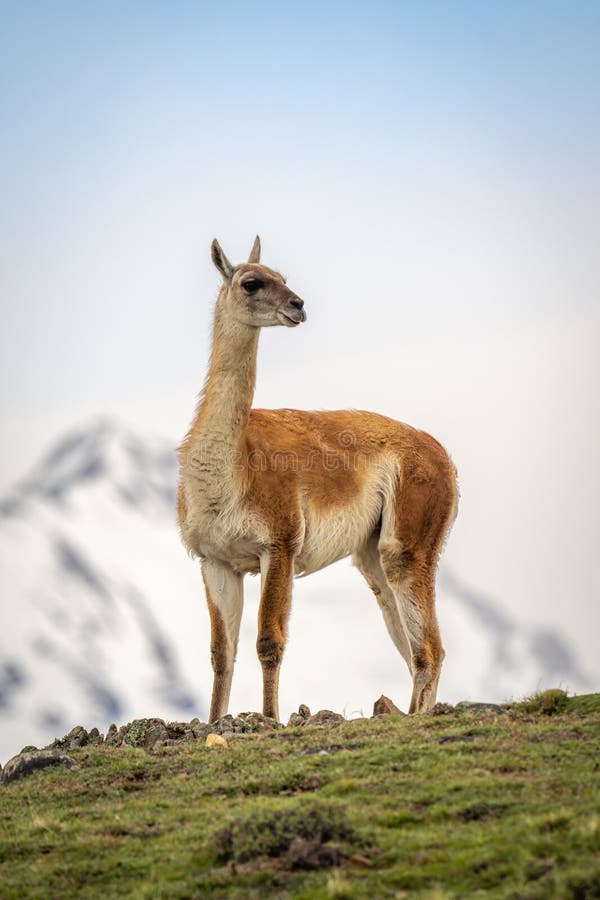 Guanaco Stands Silhouetted Turning Head on Ridge Stock Photo - Image of ...