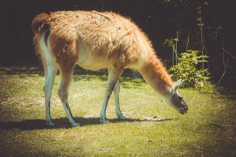 Guanaco Walking on the Lawn Stock Photo - Image of lawn, beautiful ...