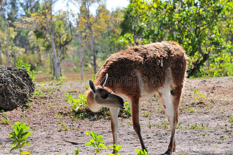 Guanaco in a Zoo stock image. Image of habitat, wild - 24104113
