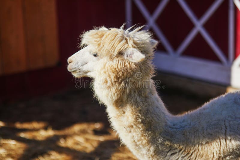 Guanacoes in Zoo or Safari Park Stock Photo - Image of wild, view ...