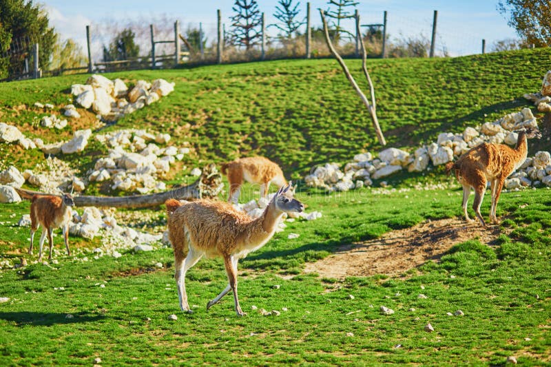 Guanacoes in Zoo or Safari Park Stock Photo - Image of fauna, wildlife ...