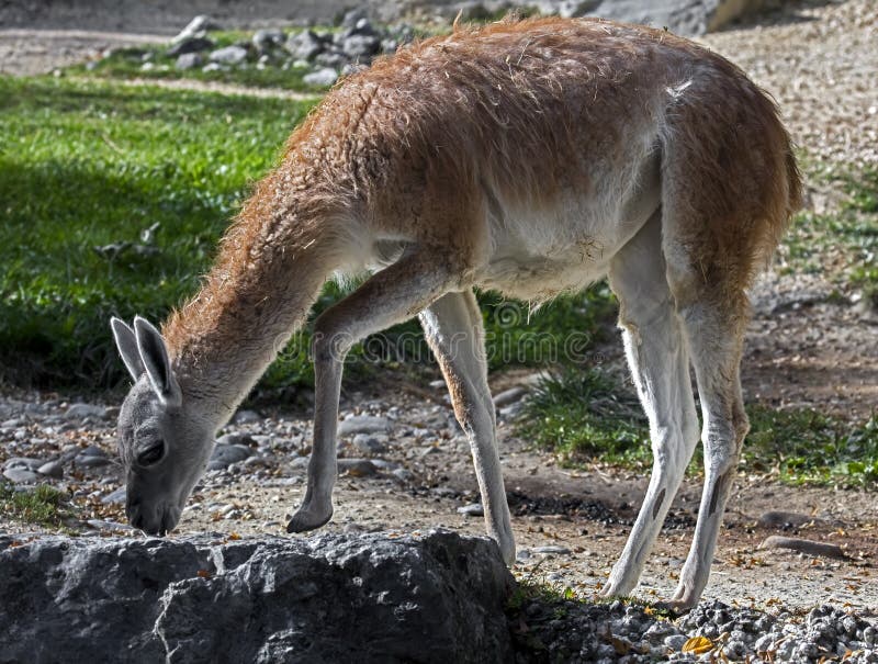 Guanako 14 zdjęcie stock. Obraz złożonej z andy, ekologia - 144185722