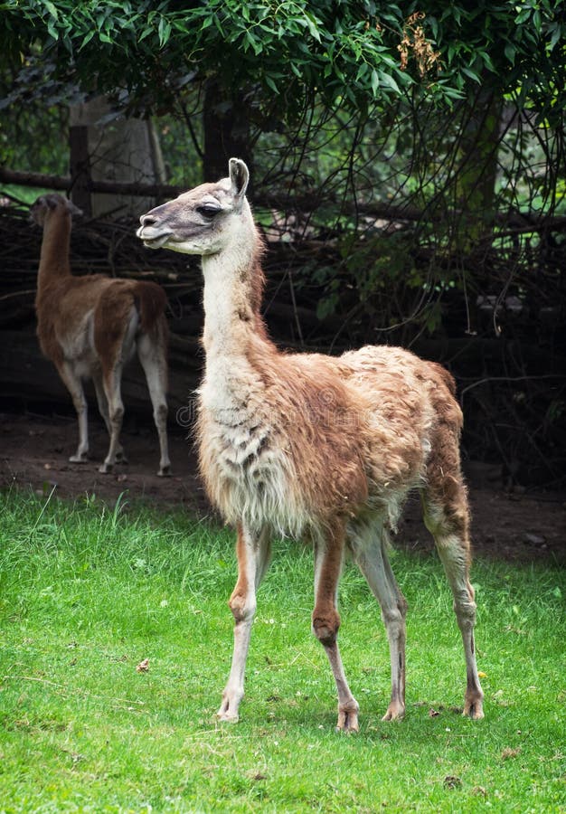 Guanako (guanicoe Del Lama) Imagen de archivo - Imagen de enganche ...