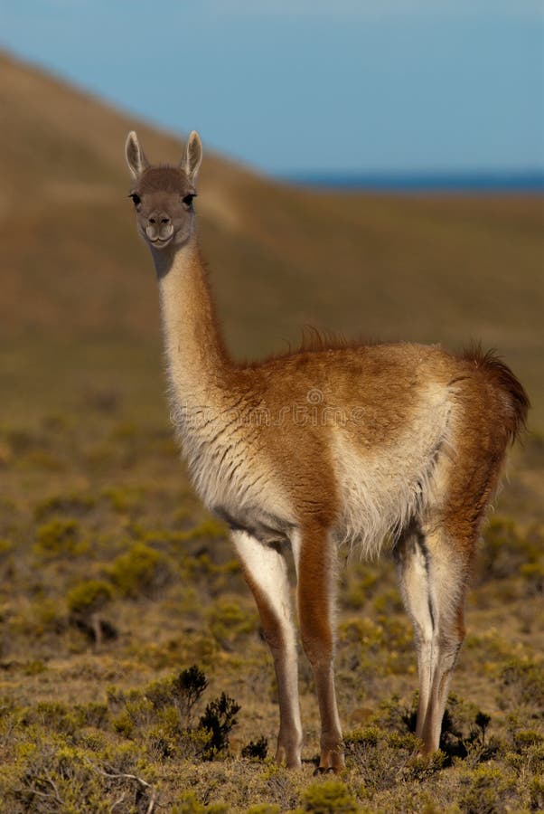 Guanako w Patagonia obraz stock. Image of opustoszały - 17071189