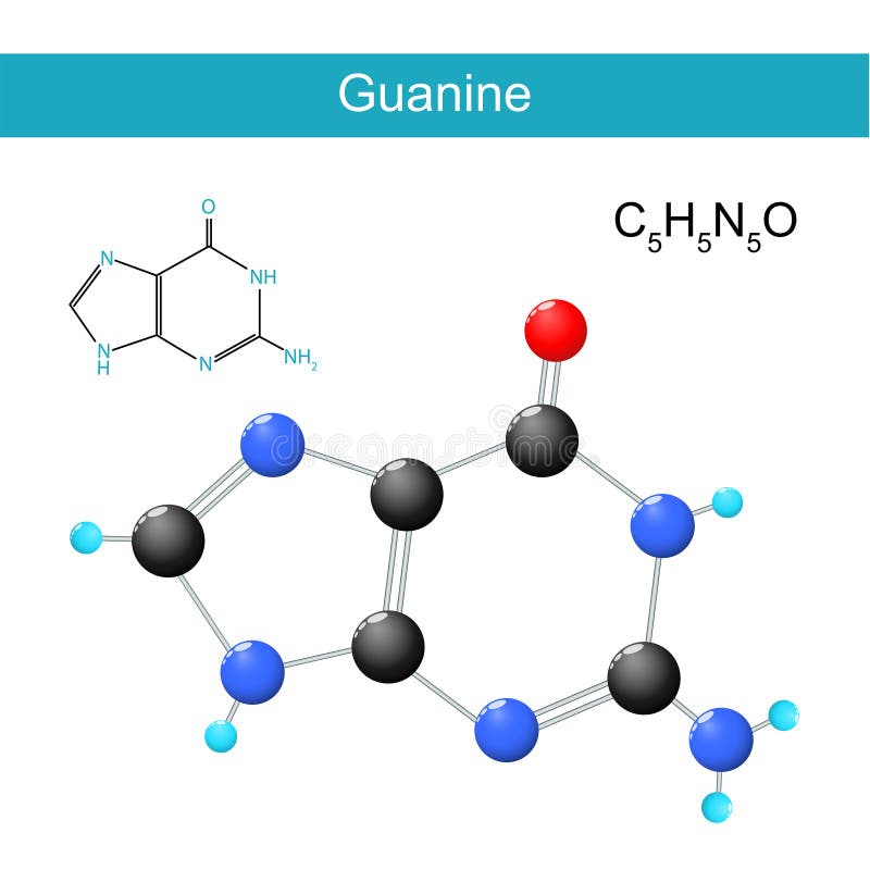 Guanine chemical formula stock vector. Illustration of vector - 150845838