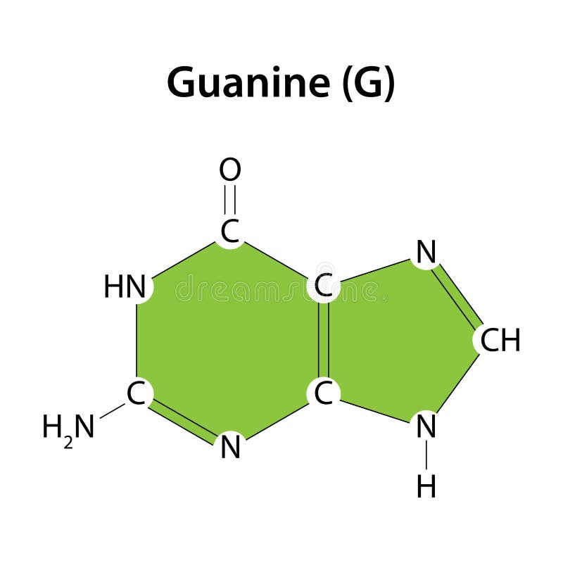 Guanine is One of the Bases of the DNA Stock Vector - Illustration of ...