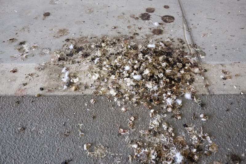 Guano of pigeons stock image. Image of dropping, texture - 108598863