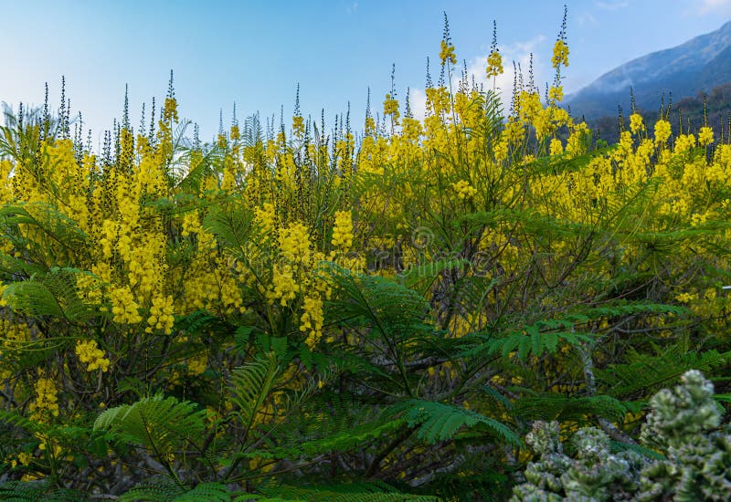 Guapuruvu Tree Also Known As Zope Tree. Stock Photo - Image of season ...