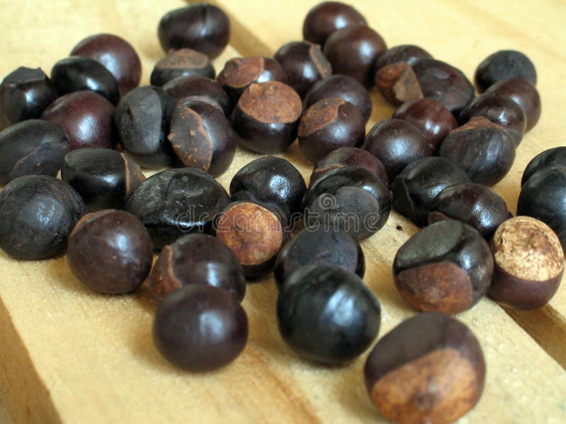 Guarana seed stock photo. Image of fruit, tropical, seed - 6609426