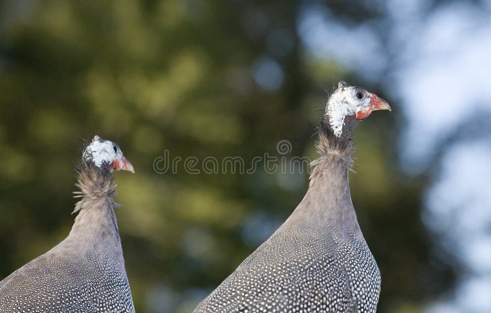 Guard birds stock photo. Image of feathers, blue, white - 22218194