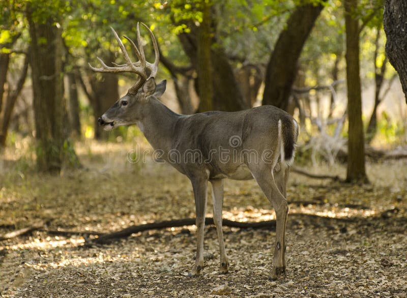 On guard stock image. Image of watching, hunting, teaching - 61412693