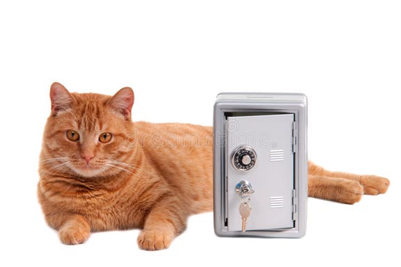 Guard cat stock photo. Image of looking, code, guard - 17327740