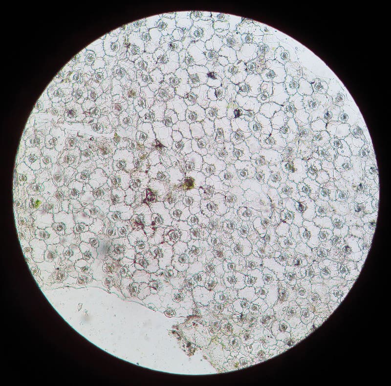 Close up of plant cells stock image. Image of protozoa - 19866865