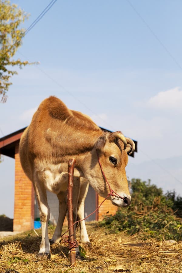 Guard Cow stock image. Image of mammal, kathmandu, nepal - 12575371