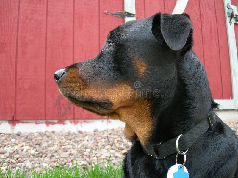 Guard Dog Picture. Image: 1051156