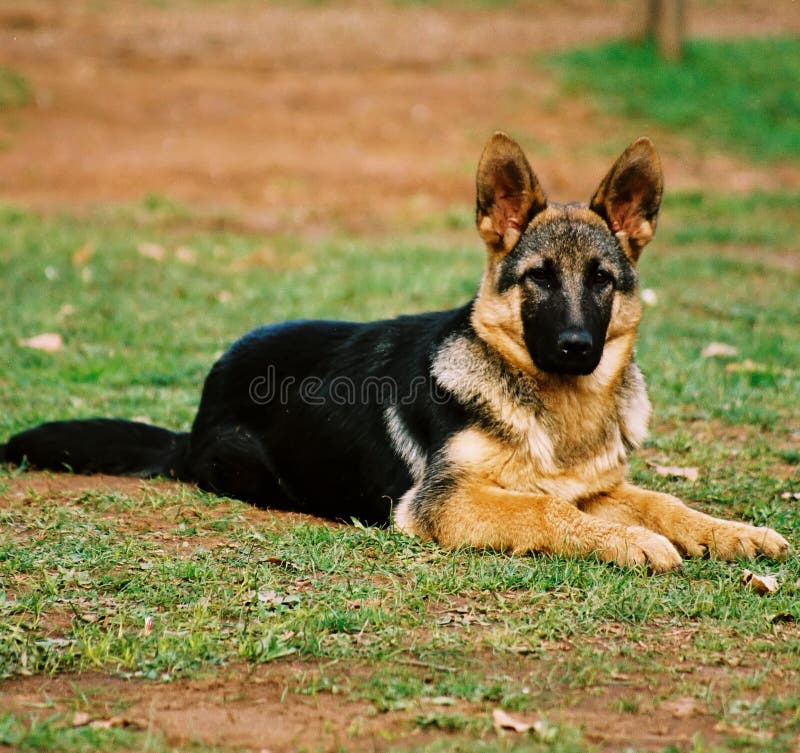 Guard dog stock photo. Image of german, trusty, mammal - 1055048