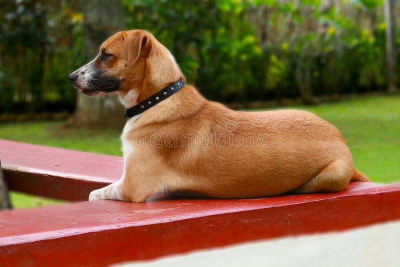 Guard dog stock photo. Image of healthy, domestic, friend - 13428352