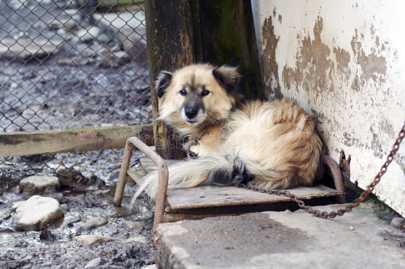 Guard dog stock photo. Image of alert, dogs, watch, pets - 6842224