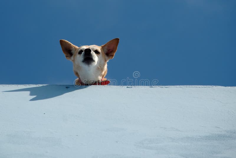 Guard dog stock photo. Image of look, eyes, hair, sentinel - 8072318